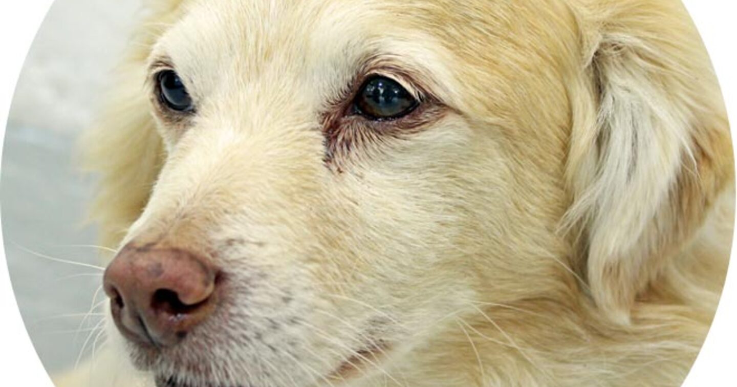 In memory of George the dog (Top dog), Portsmouth Hampshire | Prestige ...